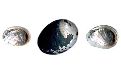 The Abalone Chefs | Cover | montereycountynow.com