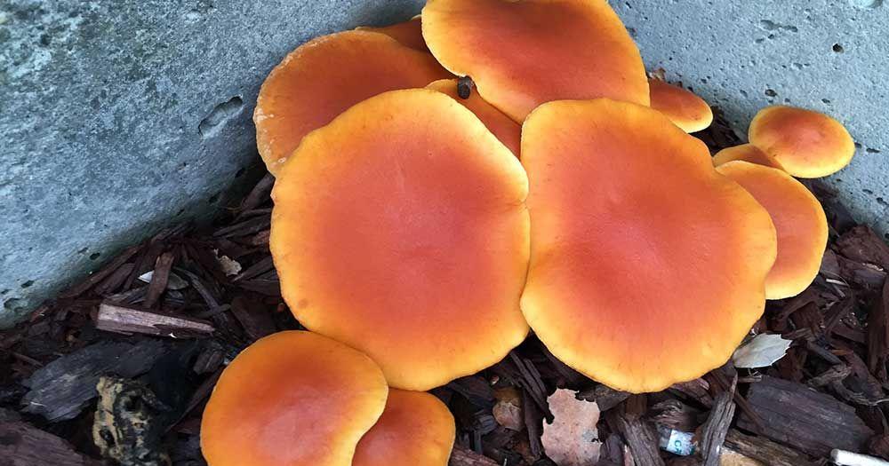 ARTIFACTS - Sometimes beauty blooms in inconspicuous places. | Arts ...