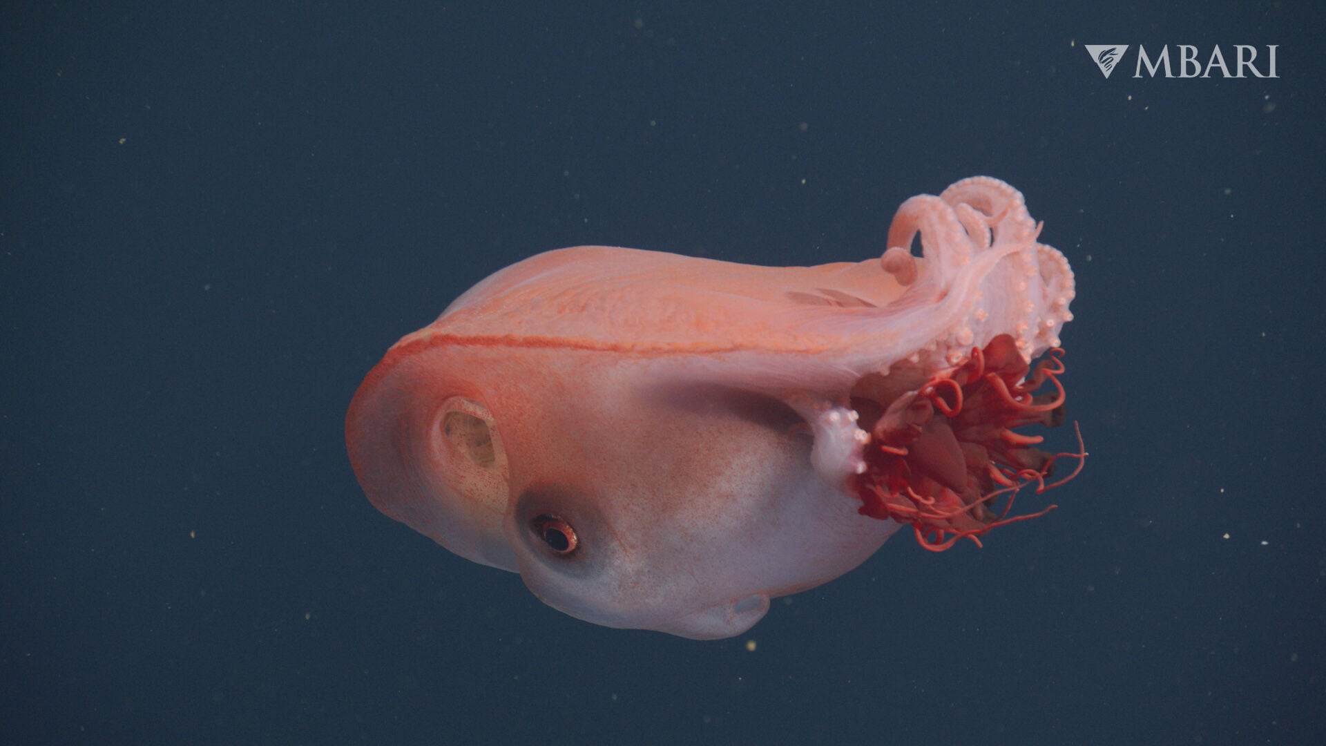 Rare Octopus Sighting in Monterey Bay | Opinion | montereycountynow.com