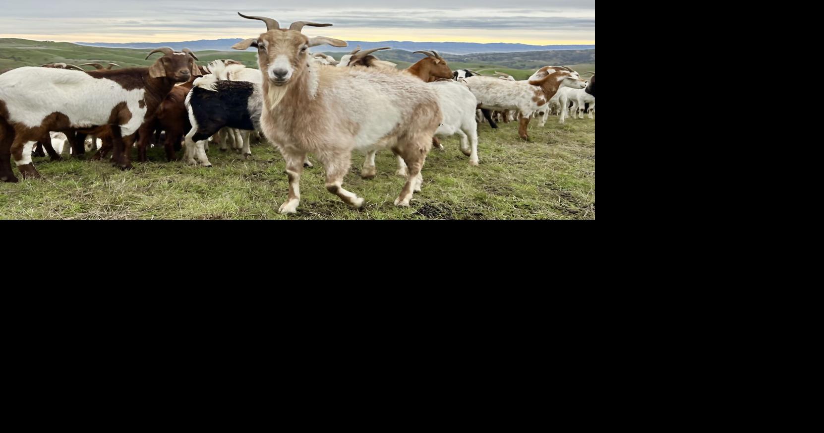 Great goats. | A&E | montereycountynow.com