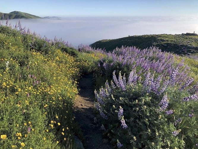 Explore the Beauty of Wildflower Season in California | Outside ...