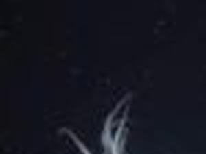 squid beak bite force