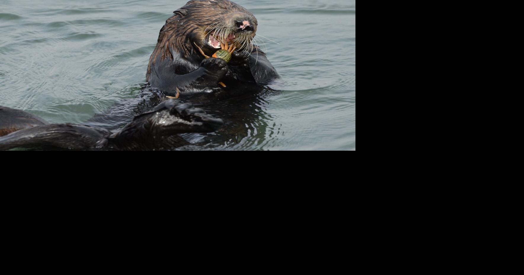 Endangered Sea Otter and Its Role in Controlling Invasive | News ...