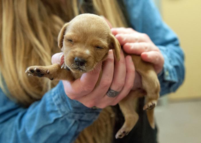 PHOTOS: 'Miracle' puppies and an amazing tale of survival in Salinas ...