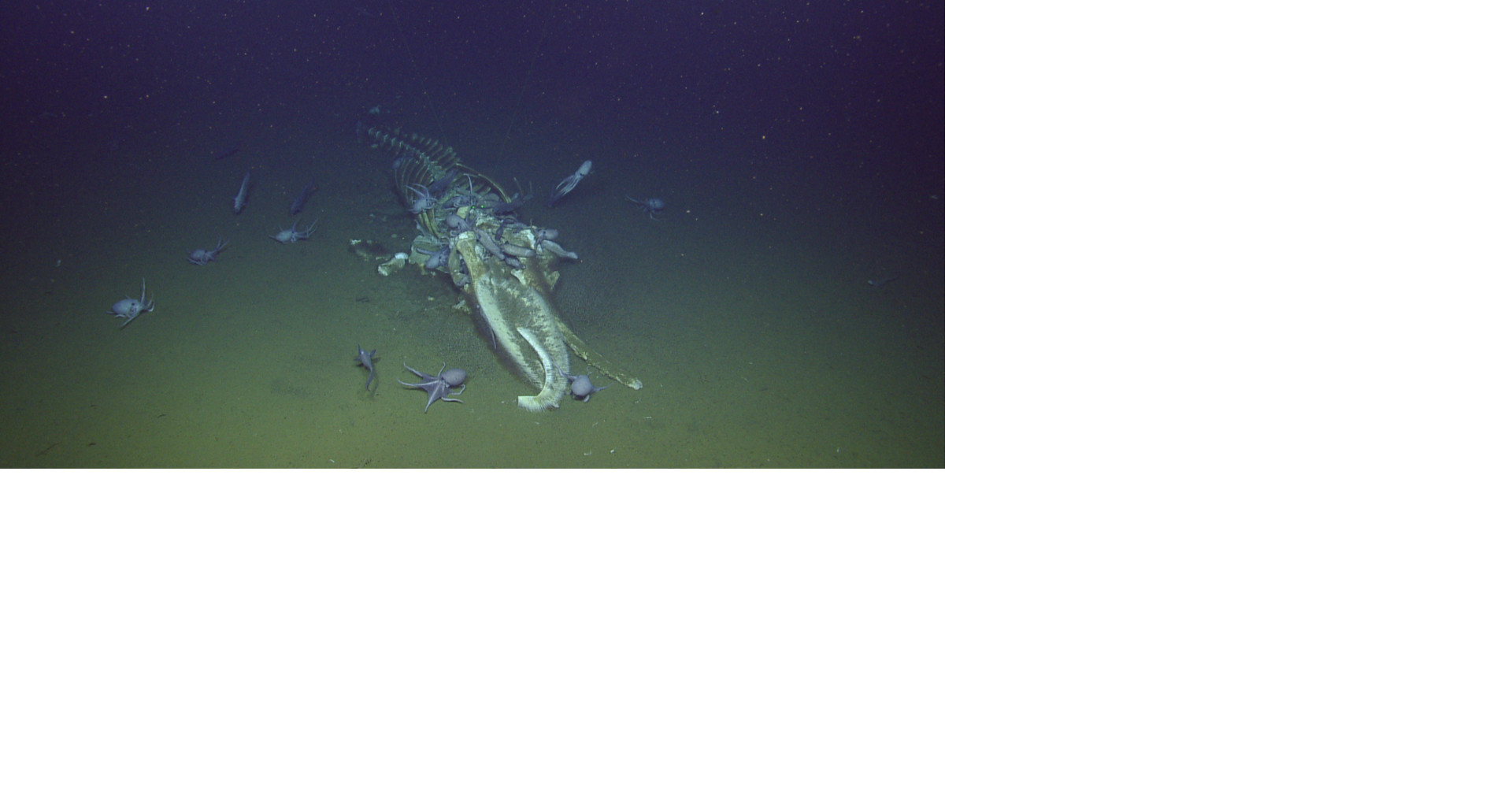 WATCH: Octopus devouring whale carcass in deep sea caught on video ...
