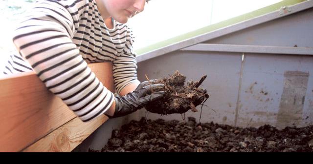 Big Sur Charter School kids experiment with manure vermicomposting ...