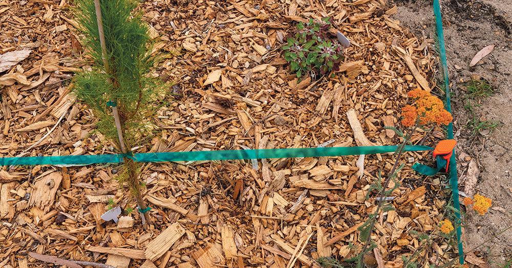 Microforest underway at Seaside's Del Rey Woods Elementary | News ...