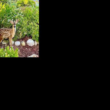 The story of a Pacific Grove Tibetan monk and his fawn friend ...