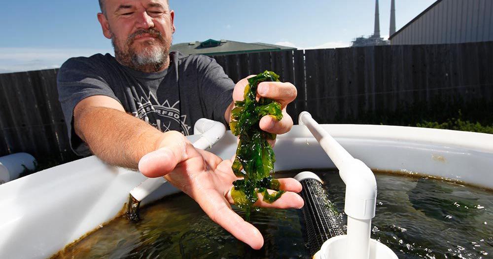 Monterey Bay Seaweeds brings seaweed superpowers to plates. | Cover ...