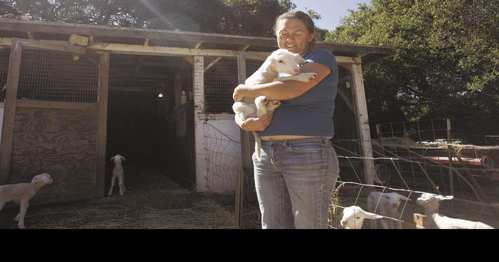 Local livestock producers combine forces and look at how to build a ...
