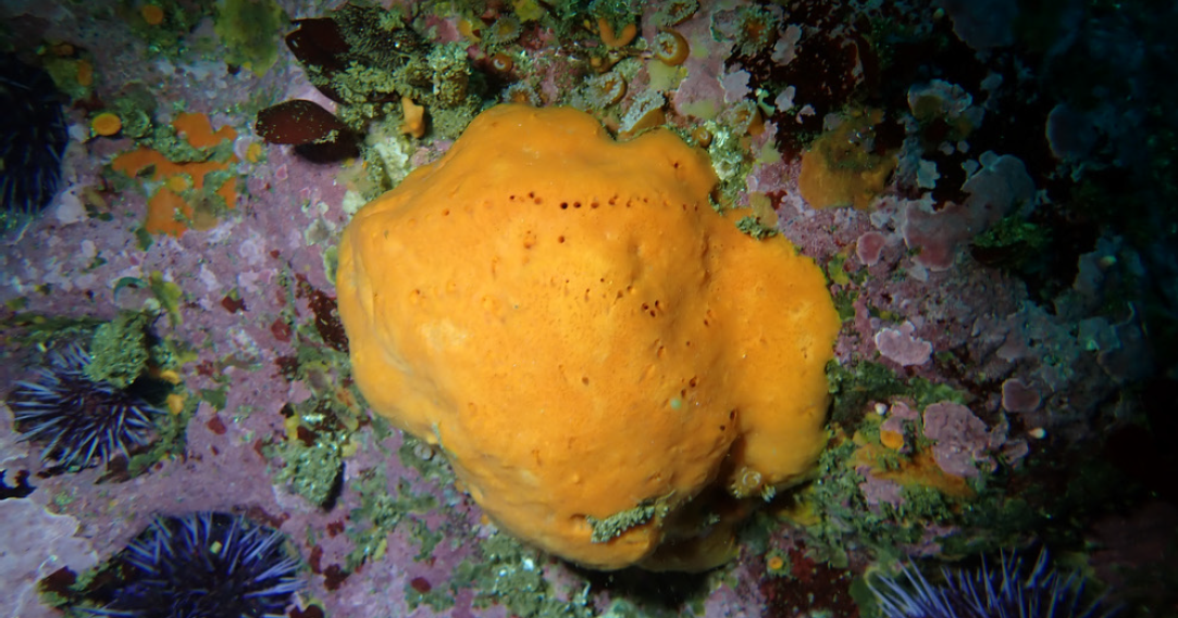 New species of sponge discovered in the Carmel Pinnacles State Marine ...