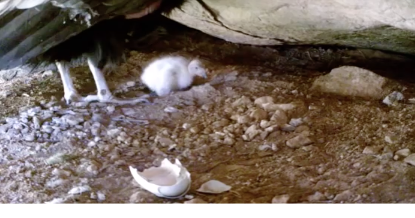 Absurdly cute wild condor egg hatching caught on video. | News ...