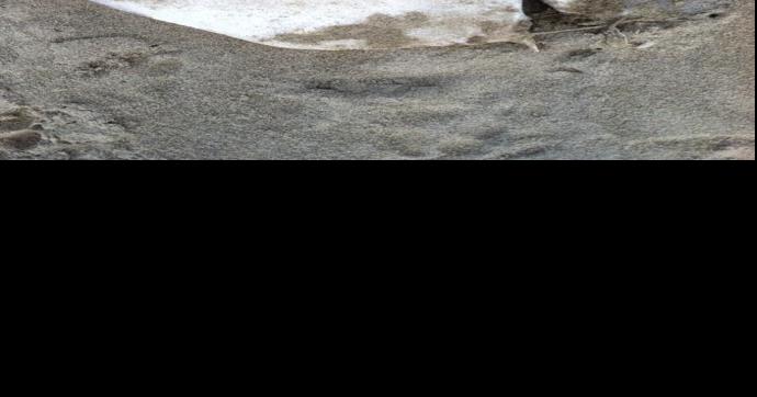 Dead ocean sunfish washing up on Monterey Bay beaches. | Blogs ...