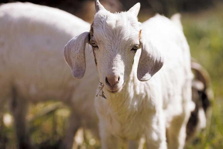 Don’t call Amy White a domestic violence victim. She’s a hardcore ...