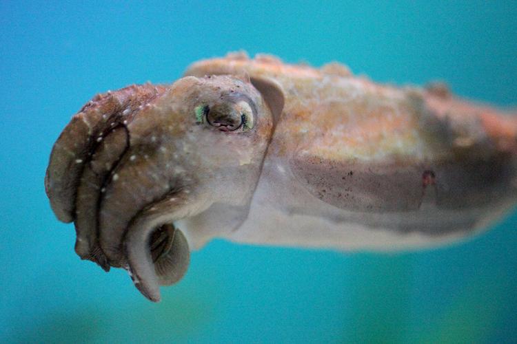 PHOTOS: A visual tour from the Monterey Bay Aquarium to kick off ...