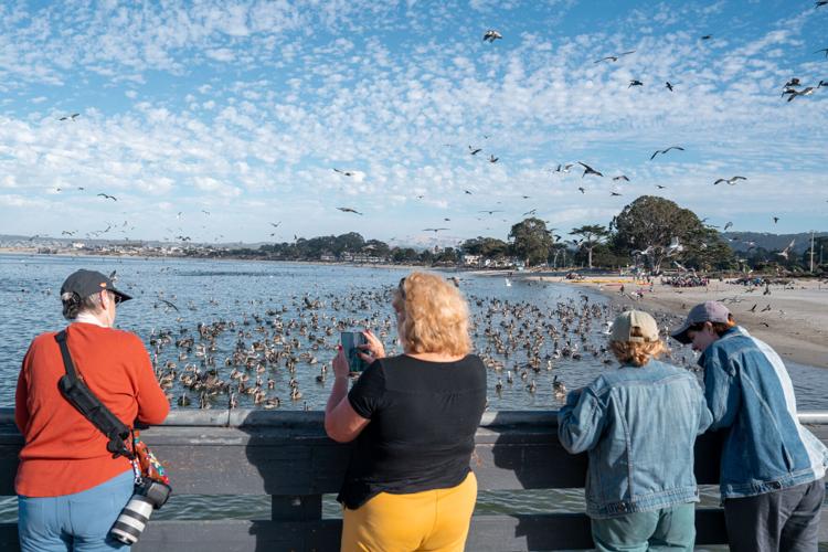 Photos: Massive numbers of anchovies show up in Monterey. | News ...