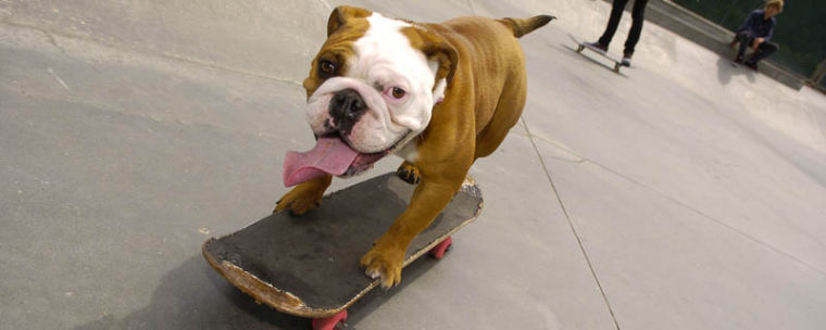 There’s more to Lola the amazing skateboarding bulldog than good ...
