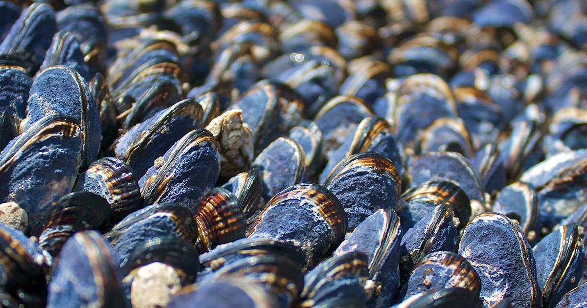 State warns Monterey County shellfish are unsafe to eat. | News ...