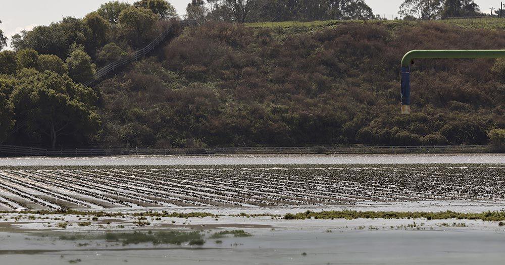 Final tally on winter storm damage to Monterey County farms is in: $600 ...