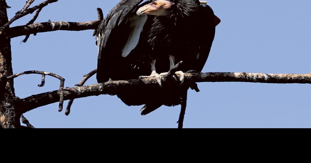 The Rescue of Traveler: Central California's Condor Leader | 831 (Tales ...