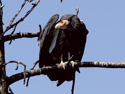 The Rescue of Traveler: Central California's Condor Leader | 831 (Tales ...