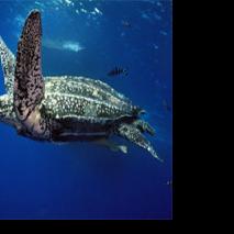 Sea Turtle Bill Heads to Senate Floor | Blogs | montereycountynow.com