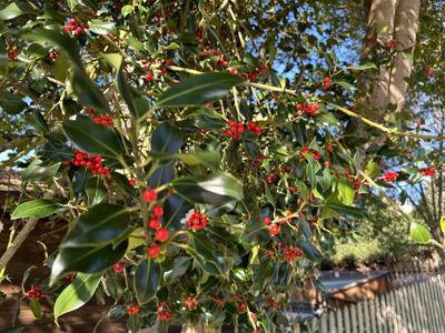 W.R. Holman’s passion for holly was a true holiday gift to Pacific ...