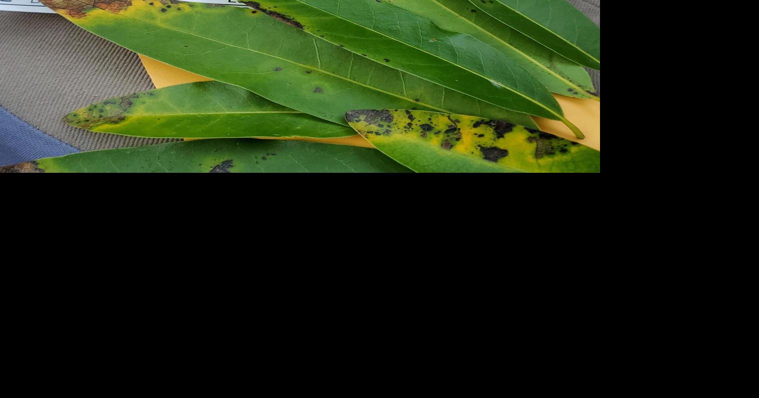 Citizen scientists can help track a disease that’s killing oak trees ...