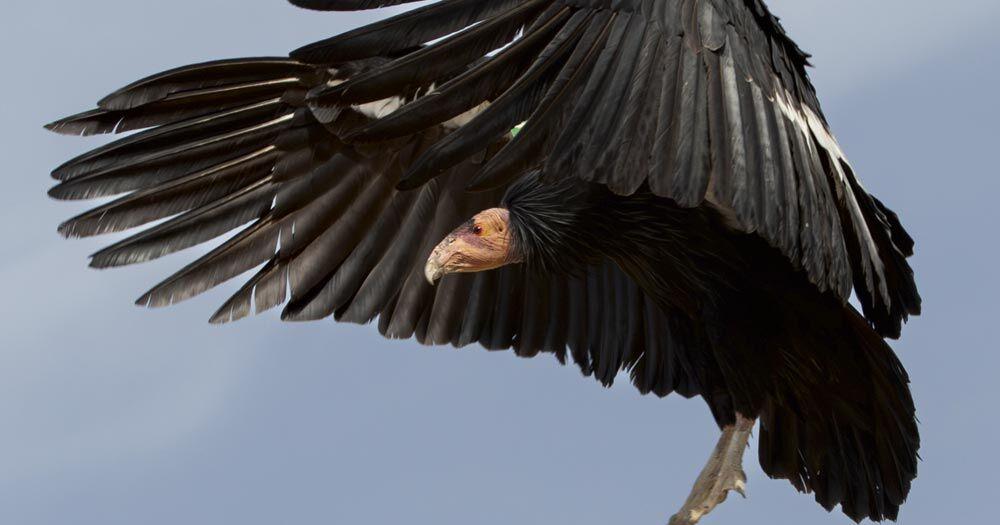 2024: A Milestone Year for California Condors | News ...