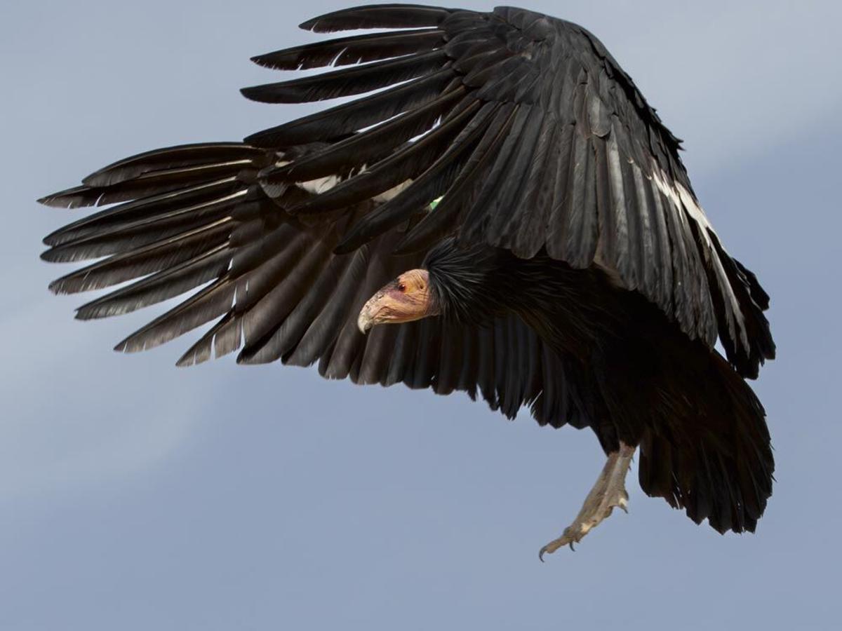 flying condors