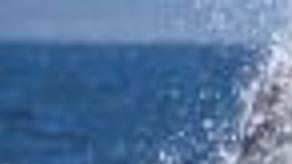 killer whale attack recent