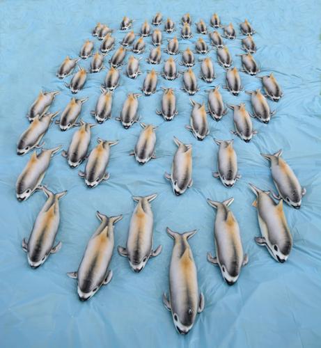 A worldwide fight to save the Vaquita becomes local. | Blogs ...