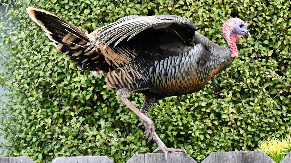 Wayne Marien | ETC. Photo Gallery | montereycountynow.com