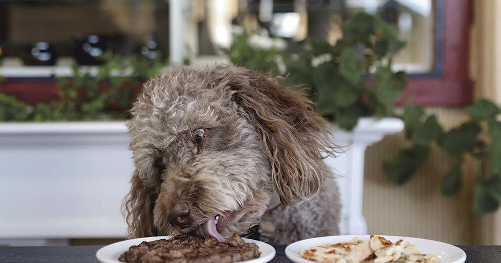 Pet Menus for Canine Diners on the Monterey Peninsula | Eat + Drink ...