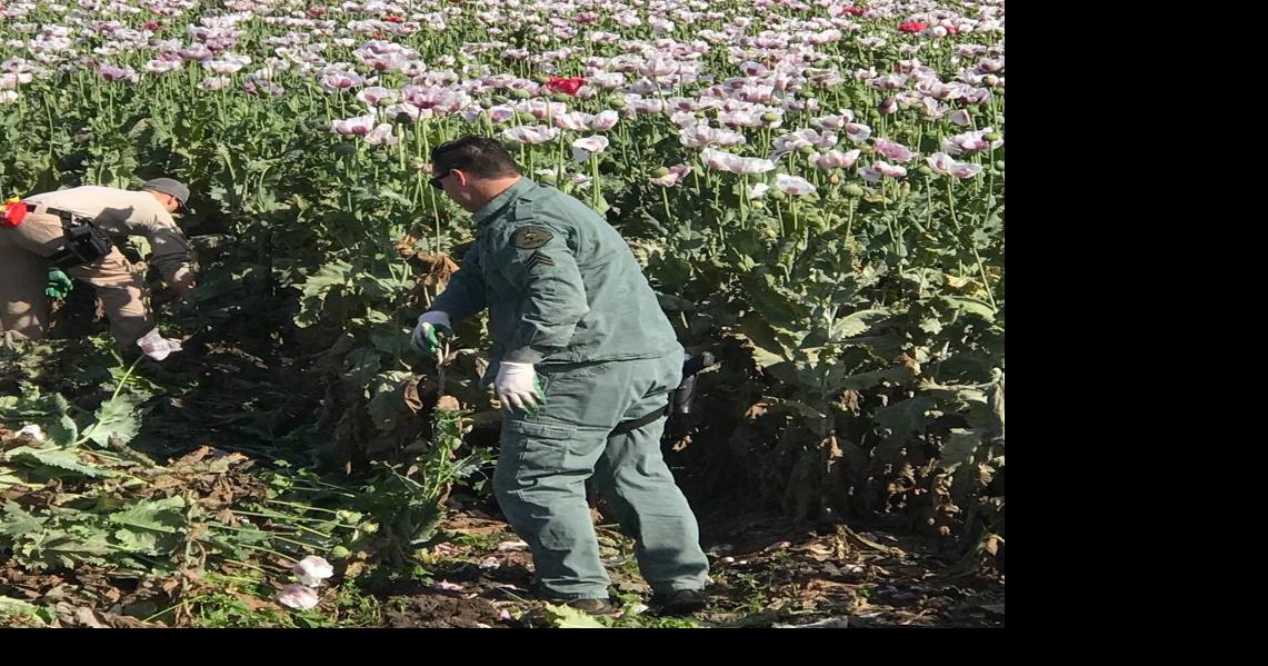 Sheriff's investigators sniff out suspect poppy plants in Moss Landing ...