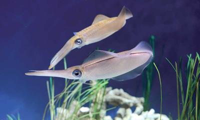 Superhero squid, plus giant octopi, stumpy cuttlefish and the wunderpus ...