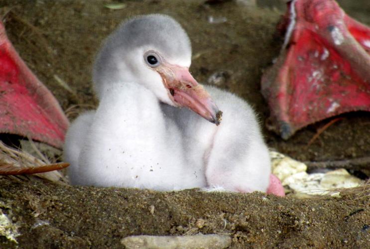 Montgomery Zoo Staff’s Dedication Leads To First Caribbean Flamingo ...