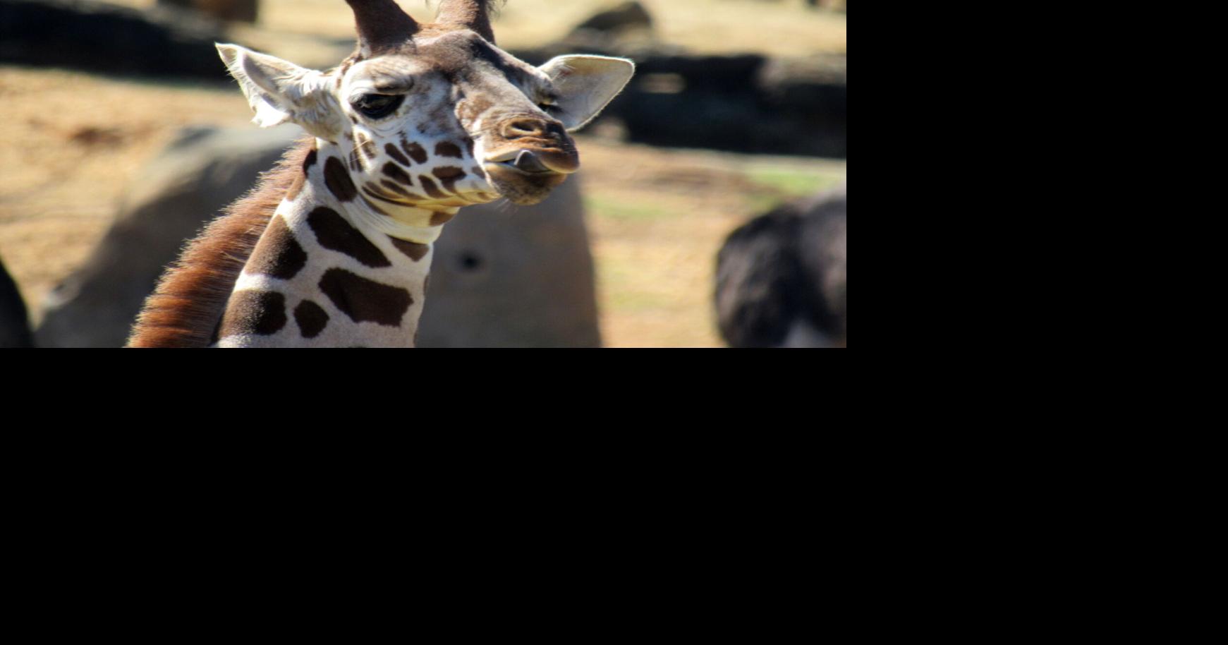 Baby Giraffe, Ozzi, Makes First Debut at Montgomery Zoo | News ...