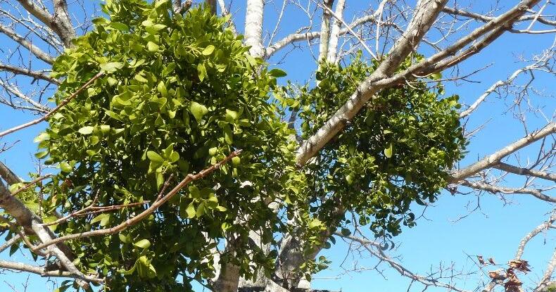 The mystery of mistletoe | News | montgomeryindependent.com