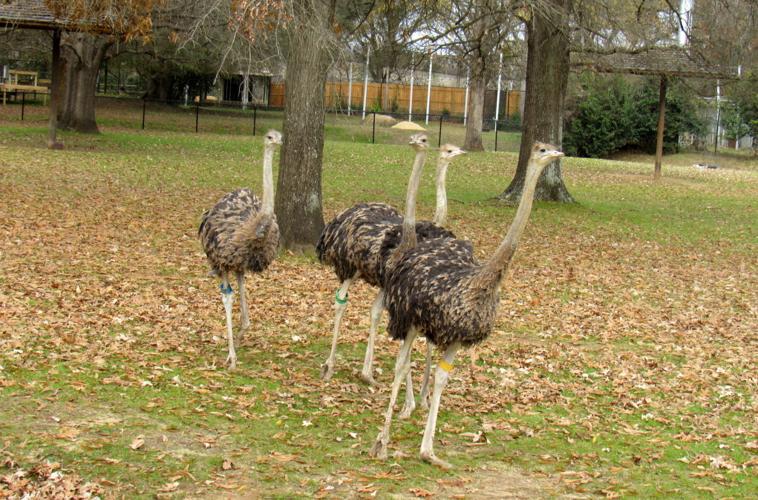 Montgomery Zoo Introduces Baby Ostrich Flock referred To As The “Beans ...