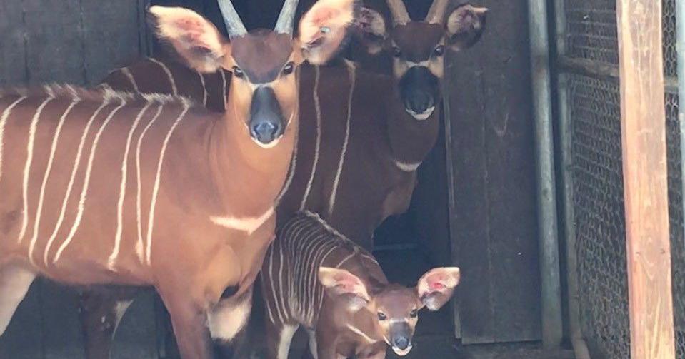 Montgomery Zoo introduces three new bongo to its African Hoof Stock ...