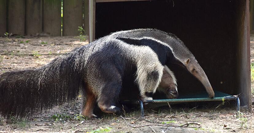 Montgomery Zoo adds male Giant Anteater to exhibit as part of Species ...