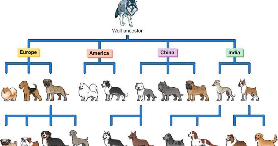 selective breeding dogs