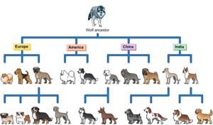 Evolution of dog breeds | News | montgomeryindependent.com