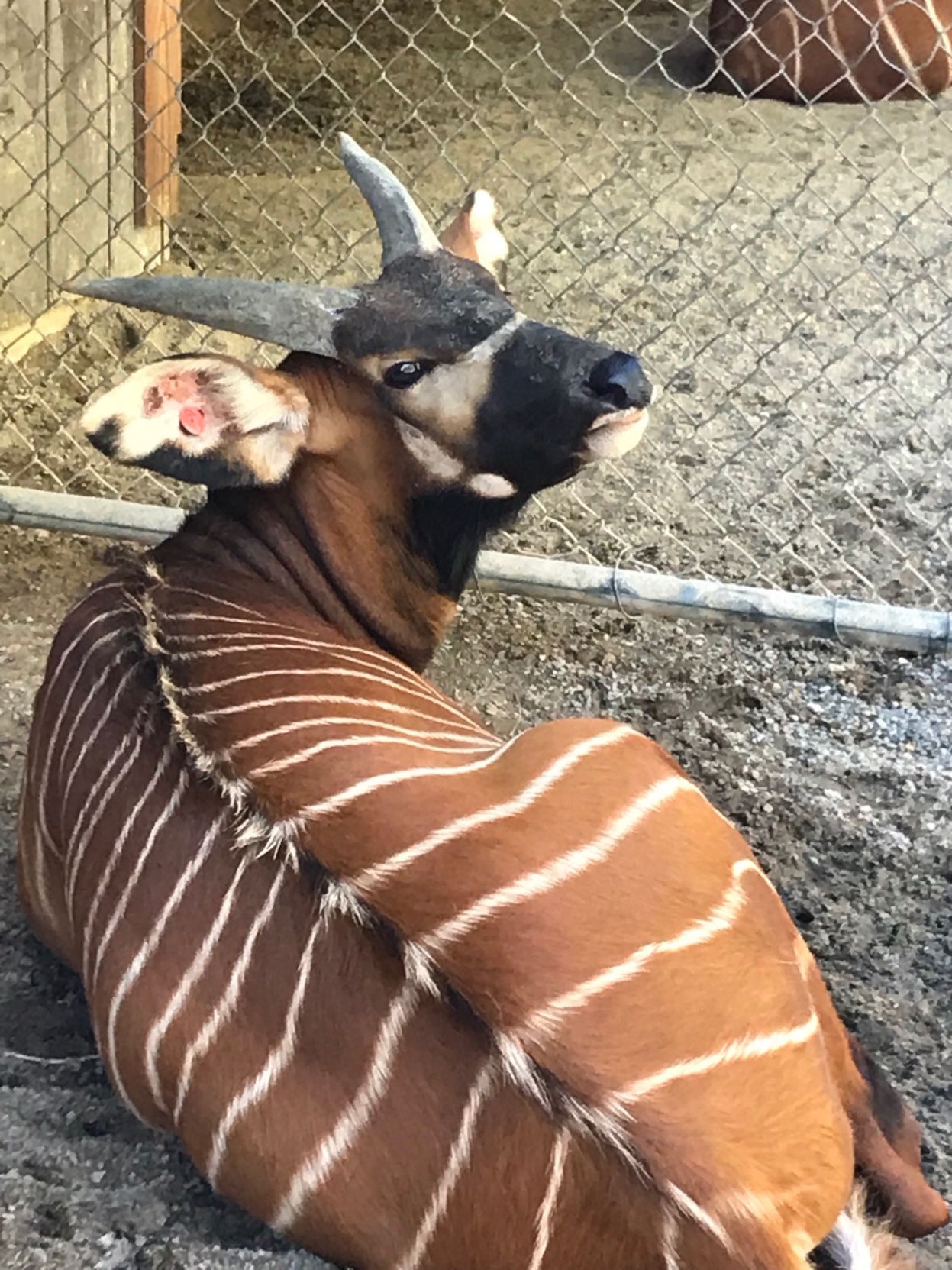 Montgomery Zoo introduces three new bongo to its African Hoof Stock ...