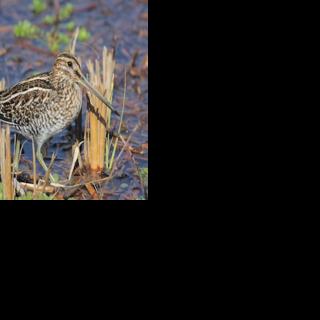 Shorebird hunting | News | montgomeryindependent.com