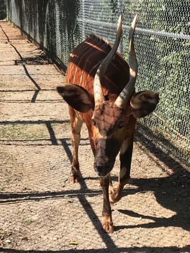 Montgomery Zoo introduces three new bongo to its African Hoof Stock ...