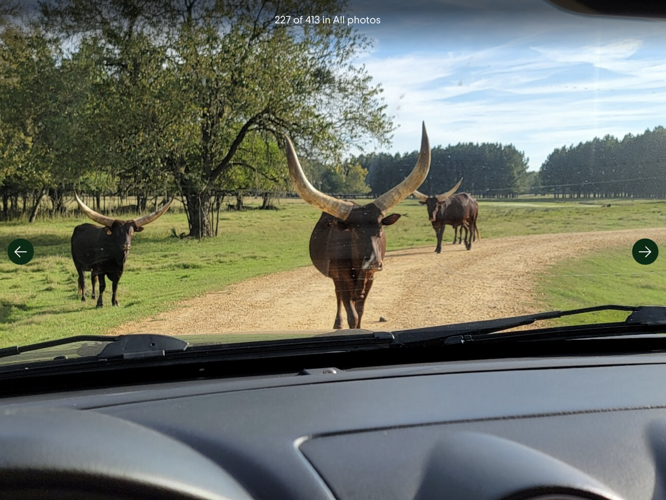 Want a Mid-Winter Adventure? Visit Alabama Safari Park! | The Whirl ...