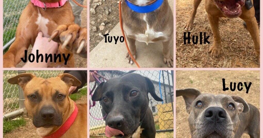 Lake Norman Humane takes in 10 dogs from St. Thomas