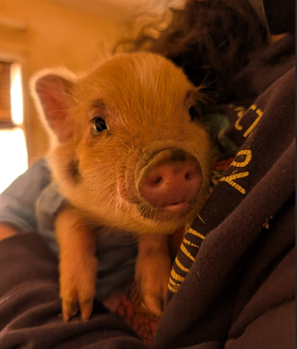 Groups rescue hoarded hogs in Burke County NC